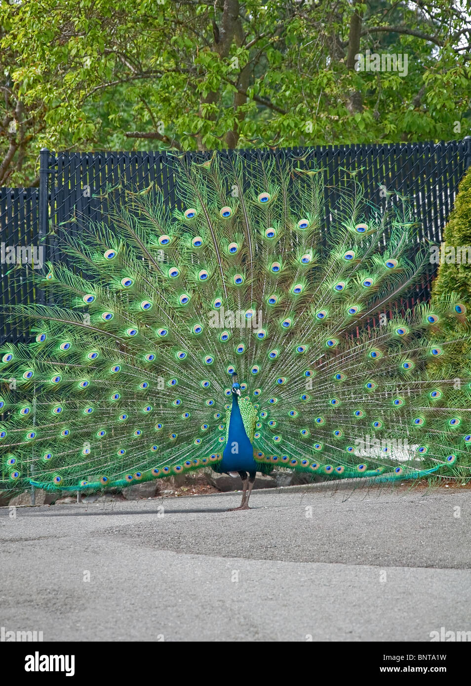 This one proud peacock bird is standing alone with his stunning plumage ...