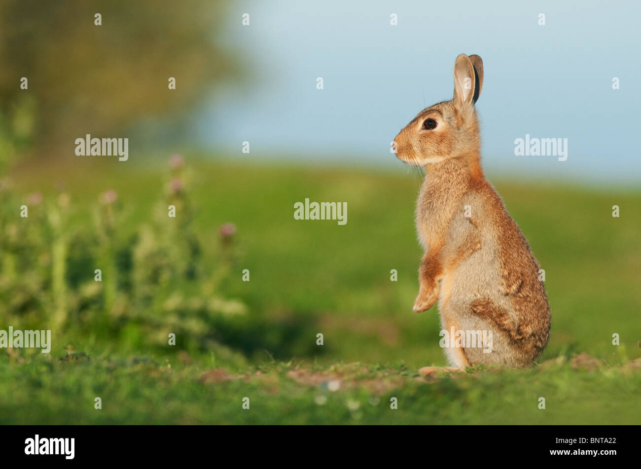 European Rabbit (Oryctolagus cuniculus), Kent, England, summer Stock ...