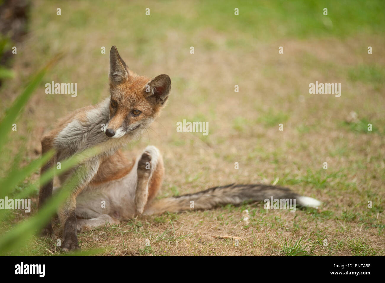 Suburban red fox hi-res stock photography and images - Alamy