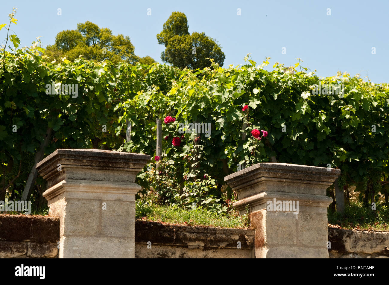 Bordeaux vineyard vineyards hi-res stock photography and images - Alamy