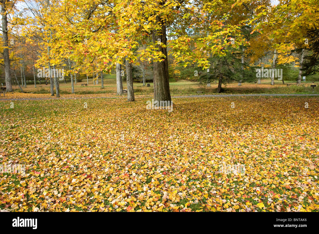 Fall Colors Ohio State Park Stock Photo - Alamy