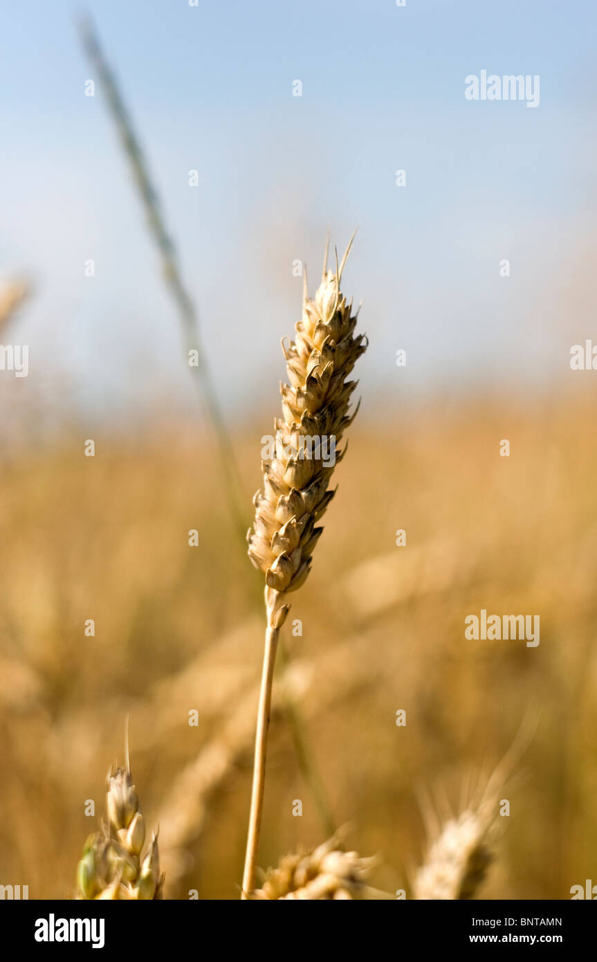 Barley bundle hi-res stock photography and images - Alamy
