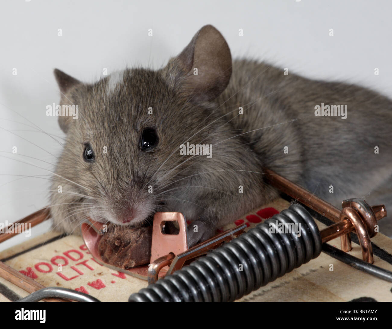 Trapped mouse hi-res stock photography and images - Alamy