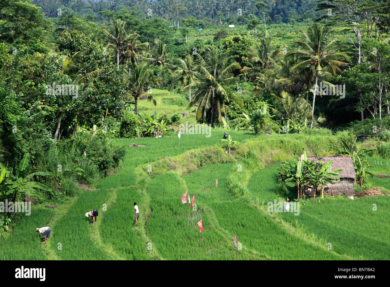 Indonesia, Bali, terraced rice fields, farmers working Stock Photo - Alamy