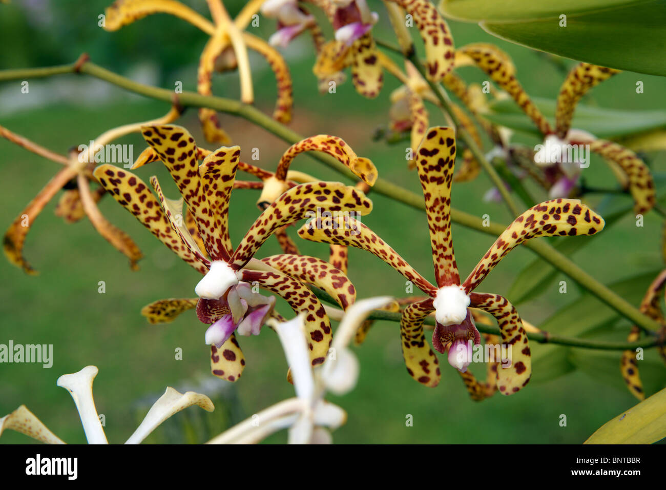 Orchids of high-mountainous Borneo. Exotic natural flowers of Borneo ...