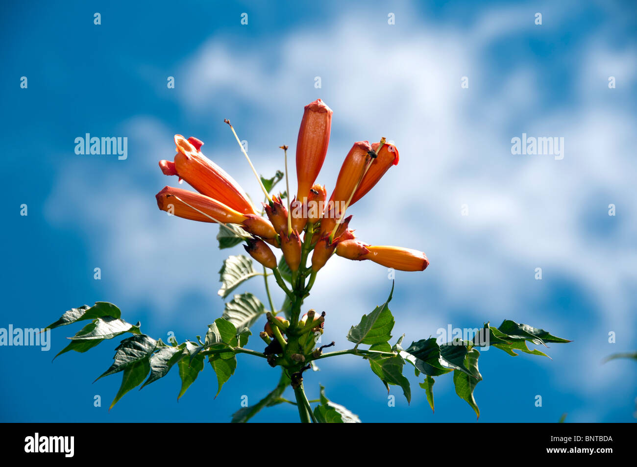 Trumpet flowers against blue sky Stock Photo - Alamy