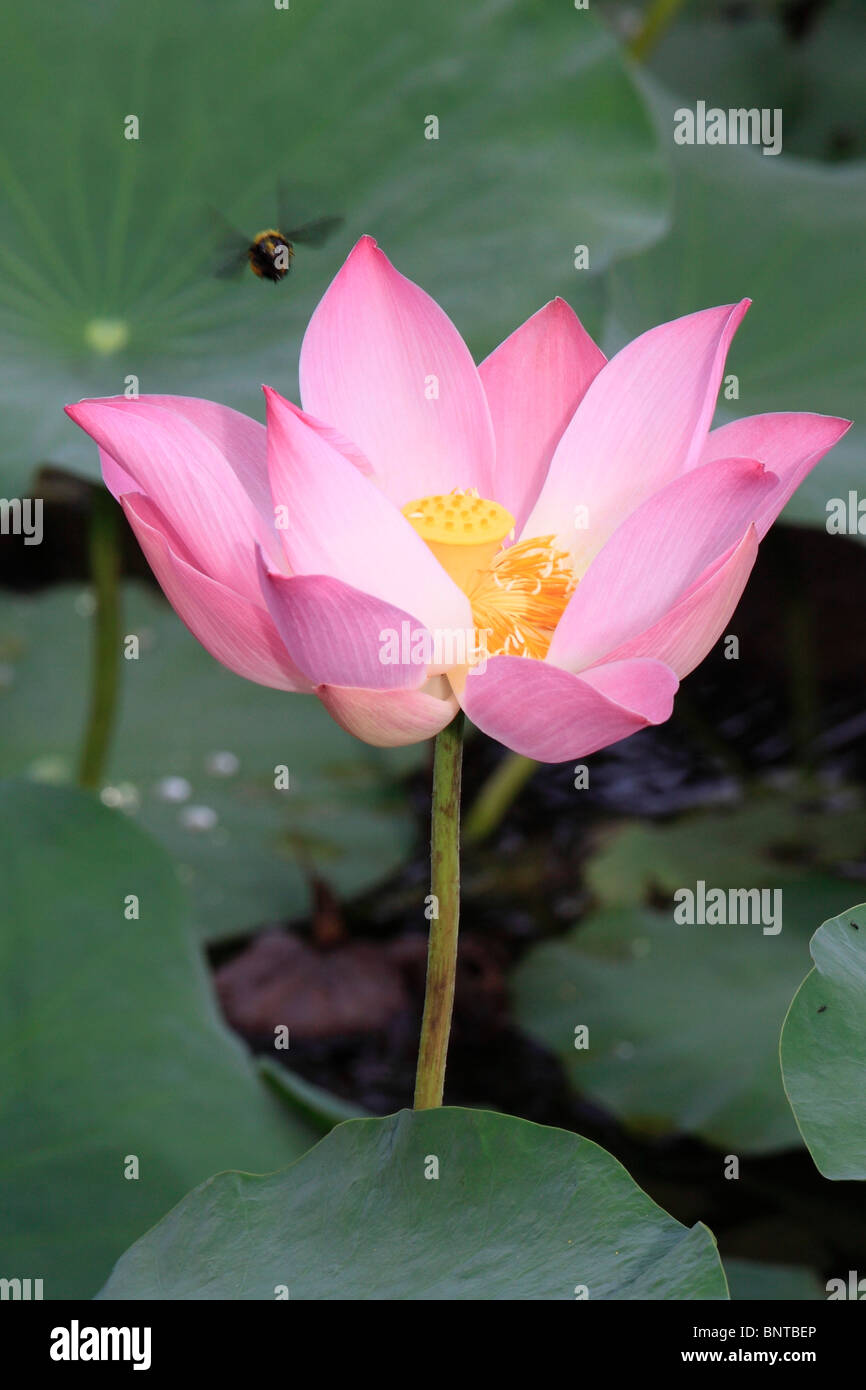 Lotus flower hi-res stock photography and images - Alamy