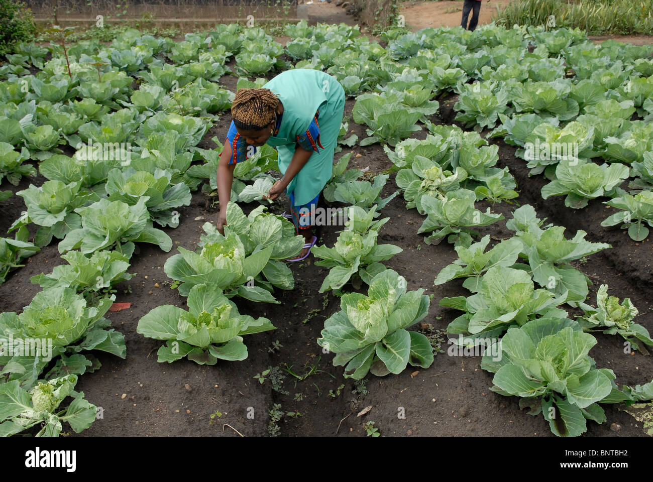 A Congolese woman working in a farm in Congo DR Central Africa Stock ...