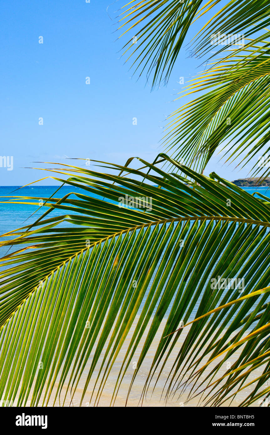 Palm trees on beach, grenada Stock Photo - Alamy