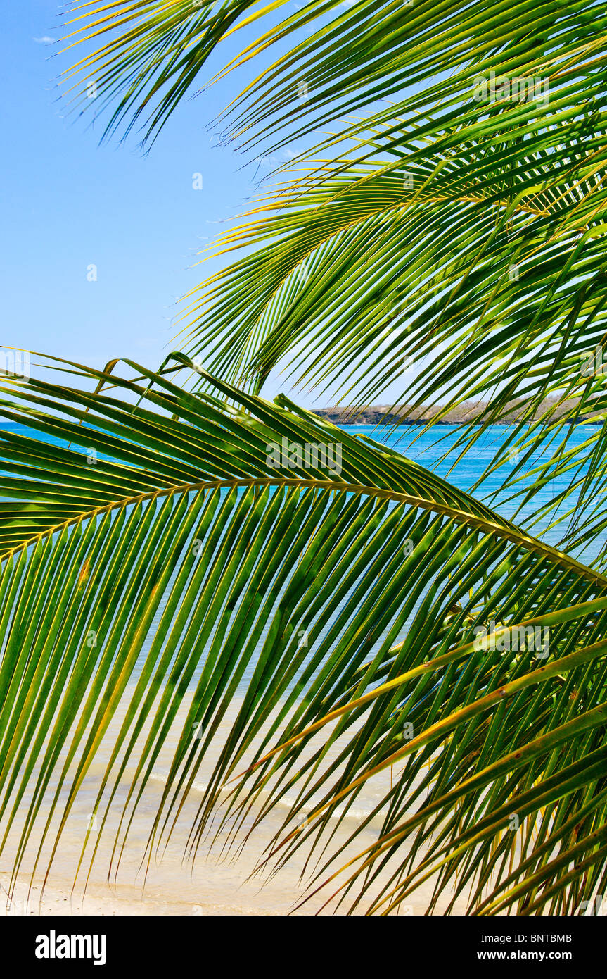 Palm trees on beach, grenada Stock Photo - Alamy
