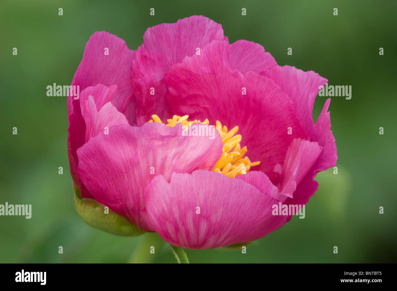 Peony (Paeonia), flower Stock Photo - Alamy
