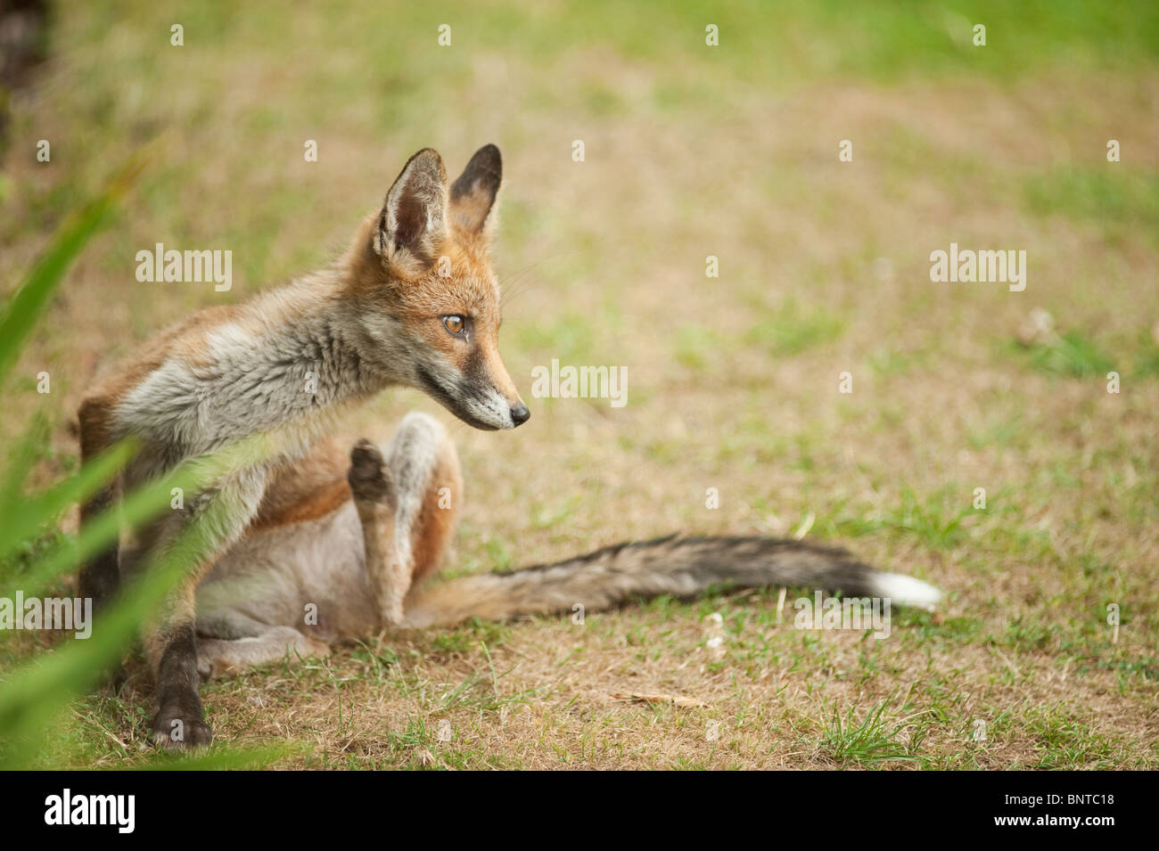 Suburban red fox hi-res stock photography and images - Alamy