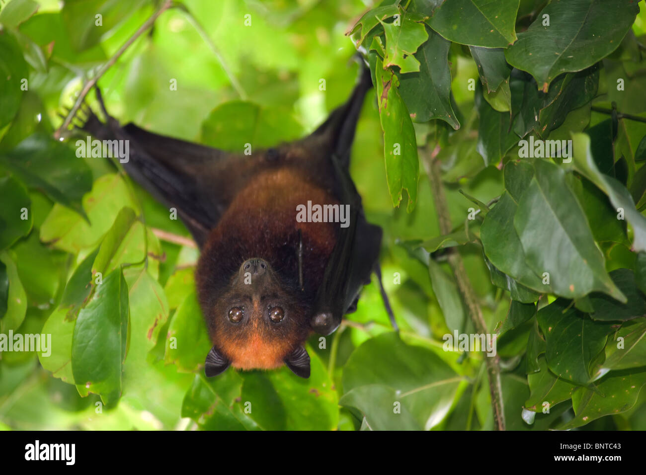 Mango Fly Stock Photos & Mango Fly Stock Images - Alamy
