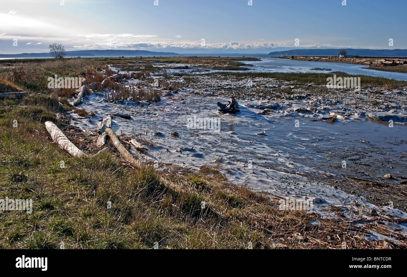 This winter landscape is an icy tidal flat with various driftwood on ...