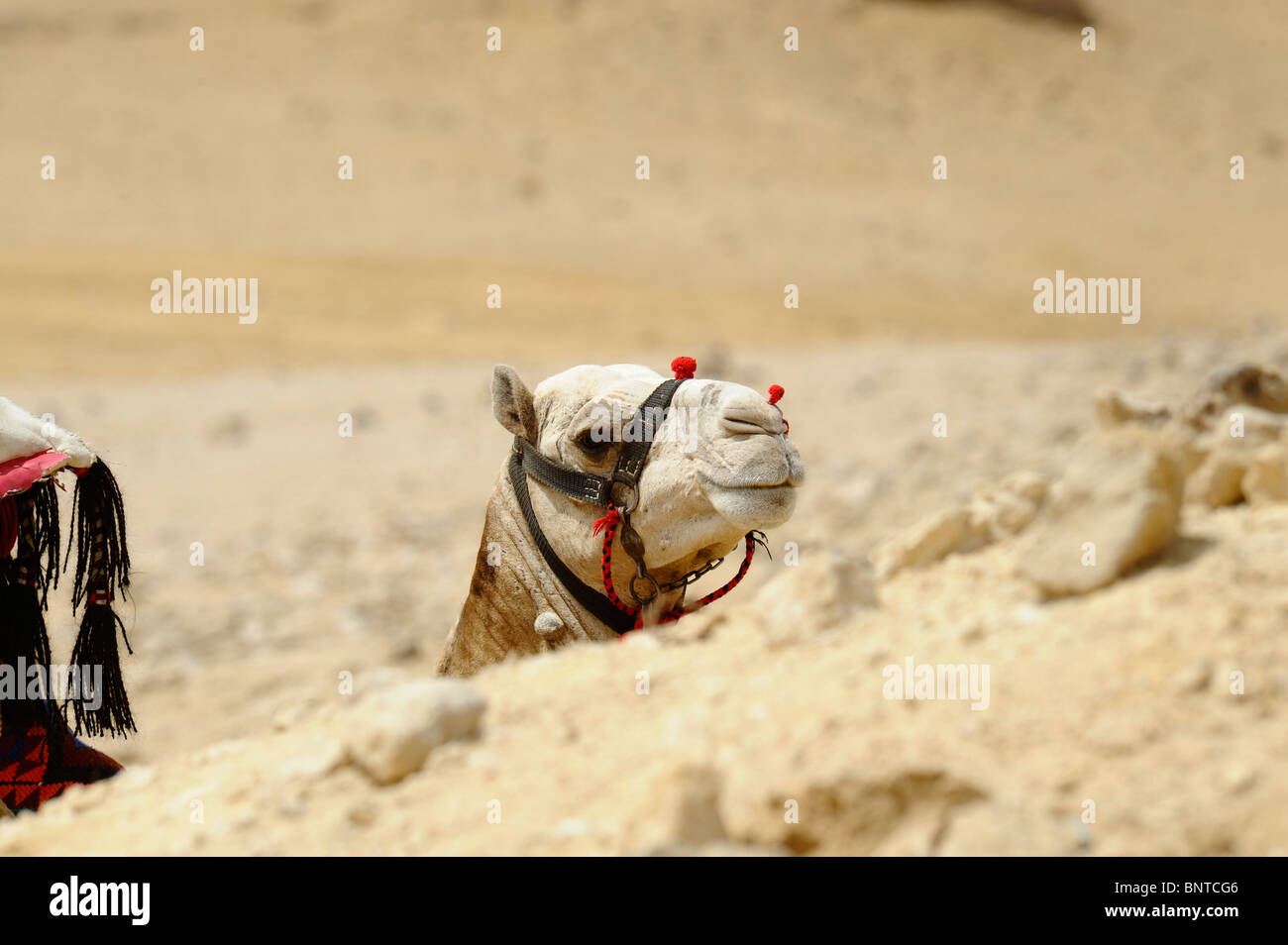 camel hiding behind sand dune , Pyramids of giza, Giza Necropolis ...
