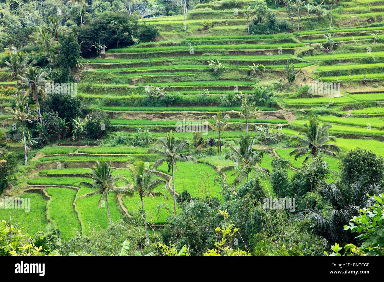 Indonesia, Bali, Jatiluwih, terraced rice fields, landscape Stock Photo ...