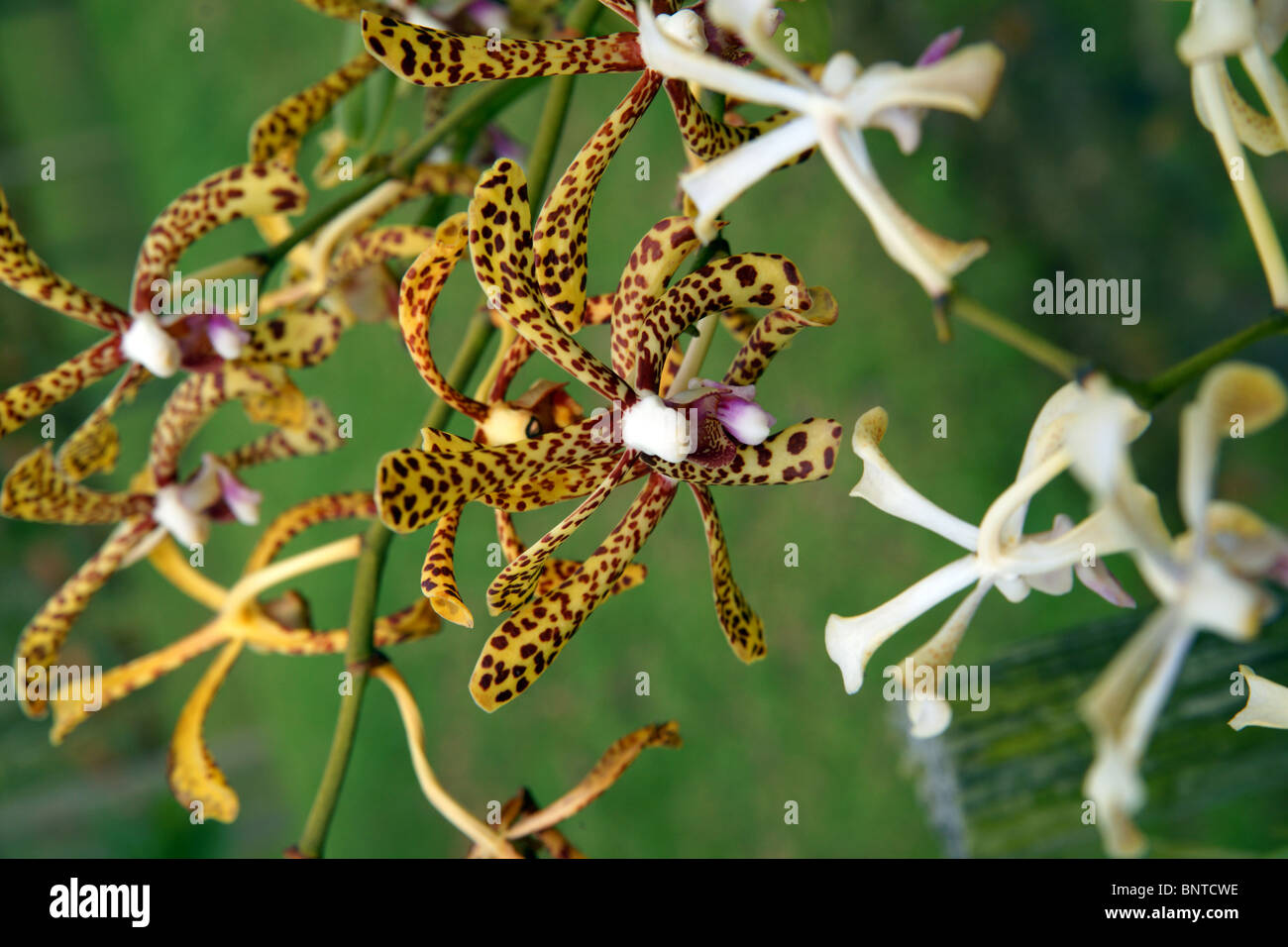 Orchids of high-mountainous Borneo. Exotic natural flowers of Borneo ...
