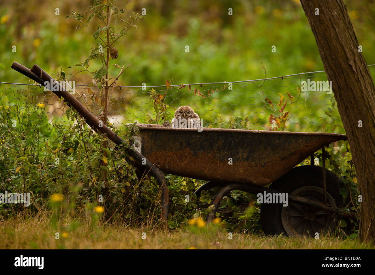 Little Owl (Athene noctua) in Wheelbarrow Taking A Dust Bath Stock ...