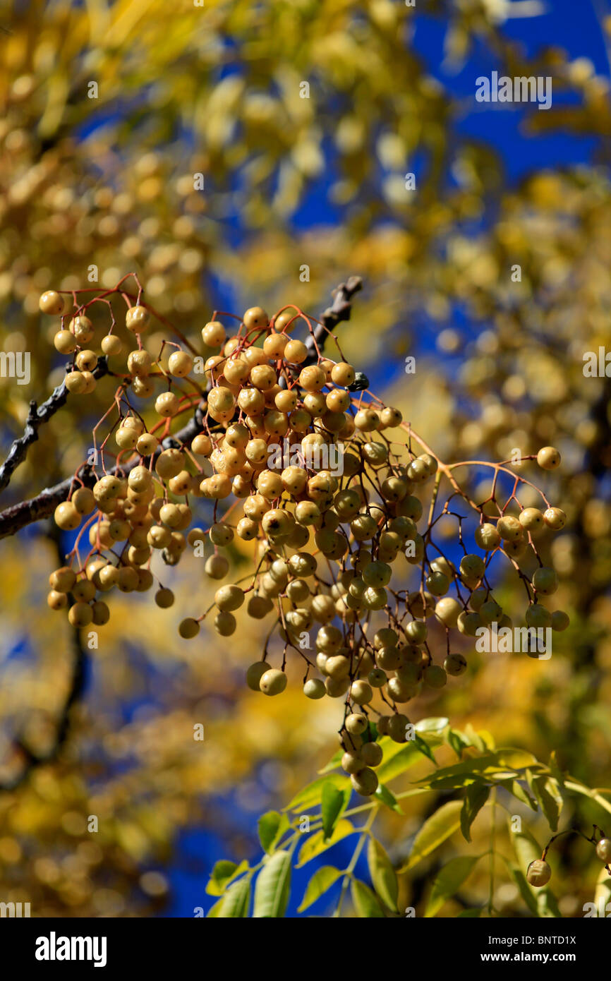 Yellow berries against azure blue sky Stock Photo - Alamy
