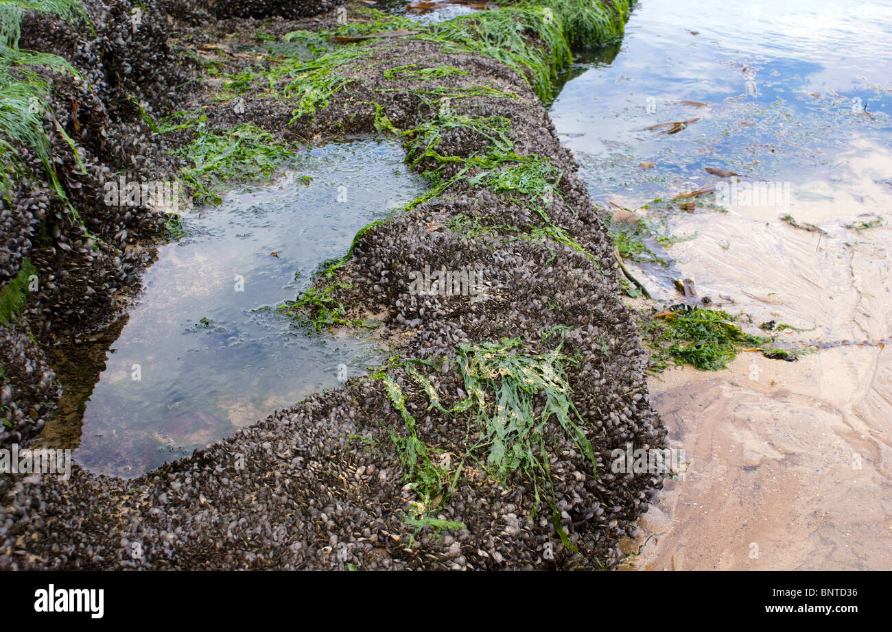 ROCK POOLS AND EBBING TIDE AT SEATON CAREW BEACH Stock Photo - Alamy