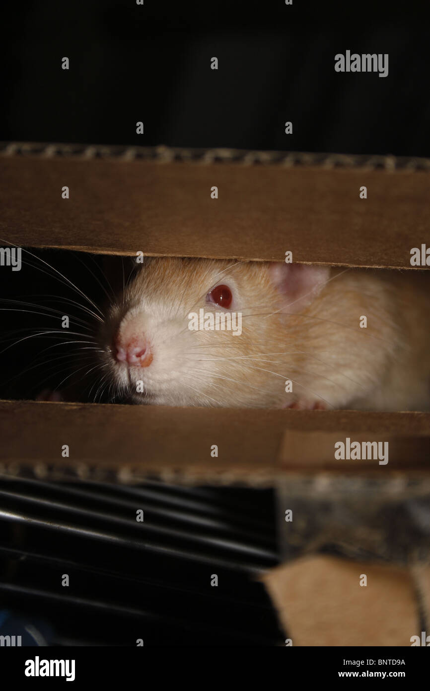 Rat box hi-res stock photography and images - Alamy