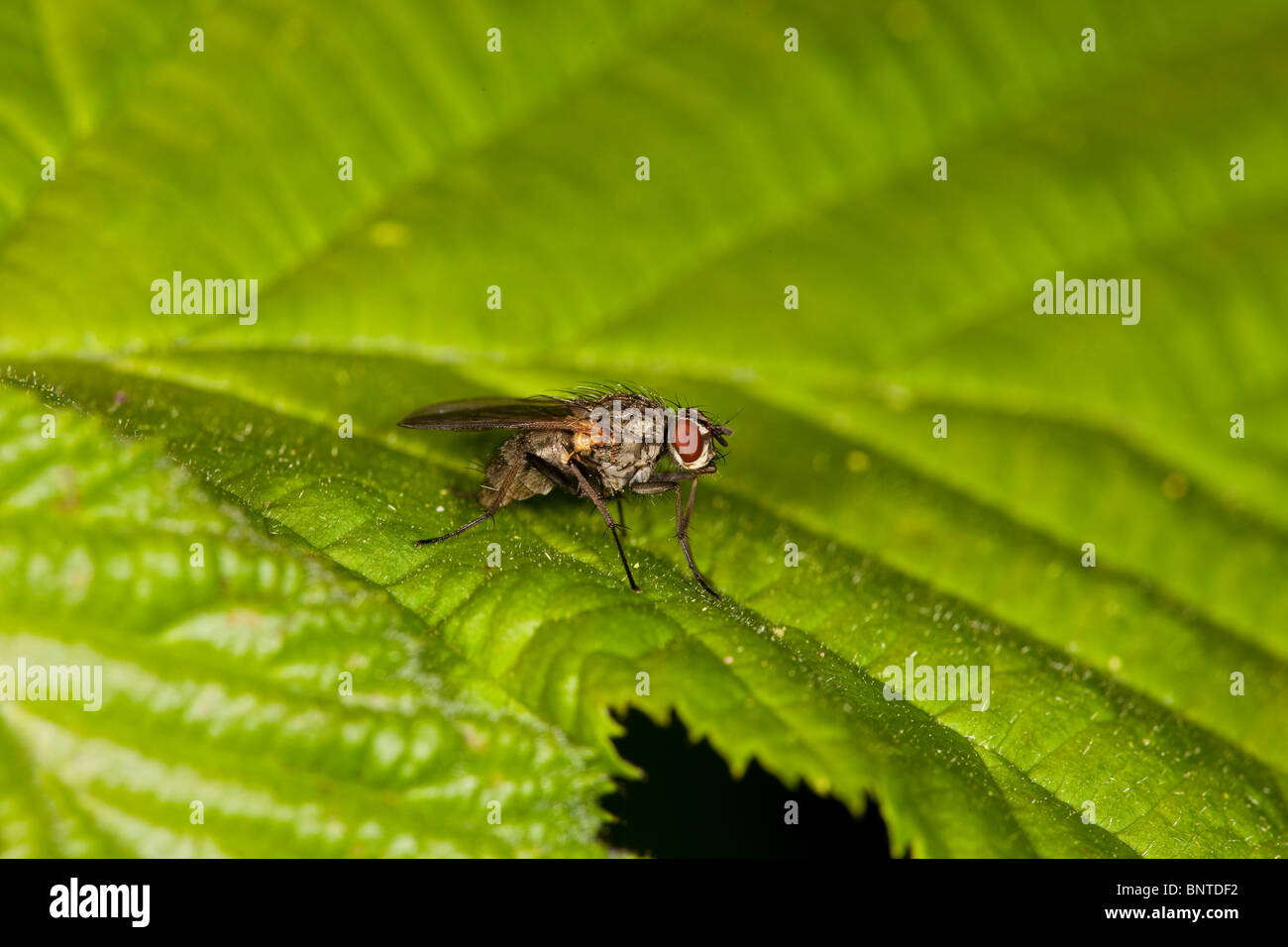 Close up blowfly Stock Photo - Alamy