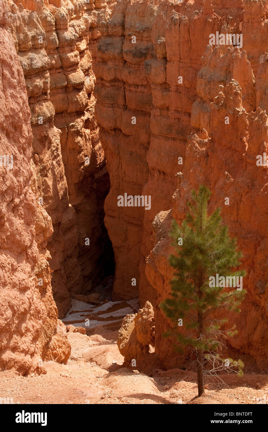 Lone tree bryce canyon utah hi-res stock photography and images - Alamy