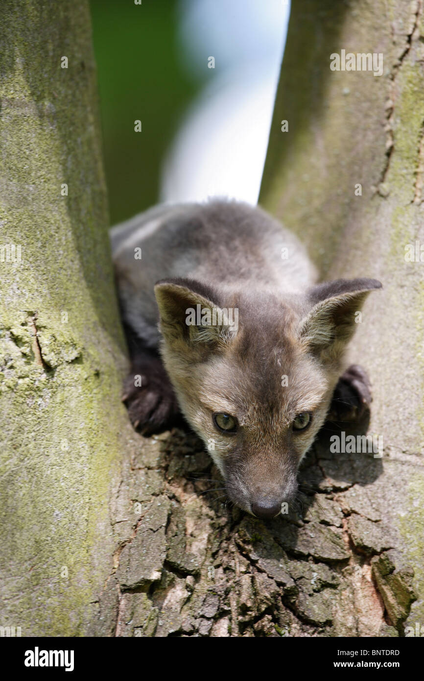 Red fox (Vulpes vulpes) cub climbing tree Stock Photo - Alamy