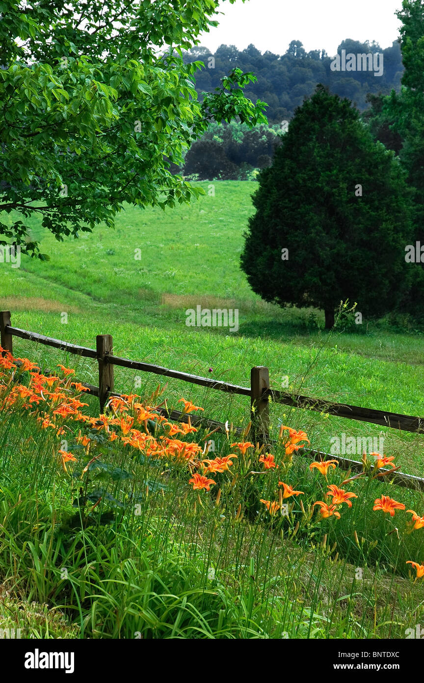 Orange ditch lilies along Tebbs Bend Road, KY and Camp site for 25th ...