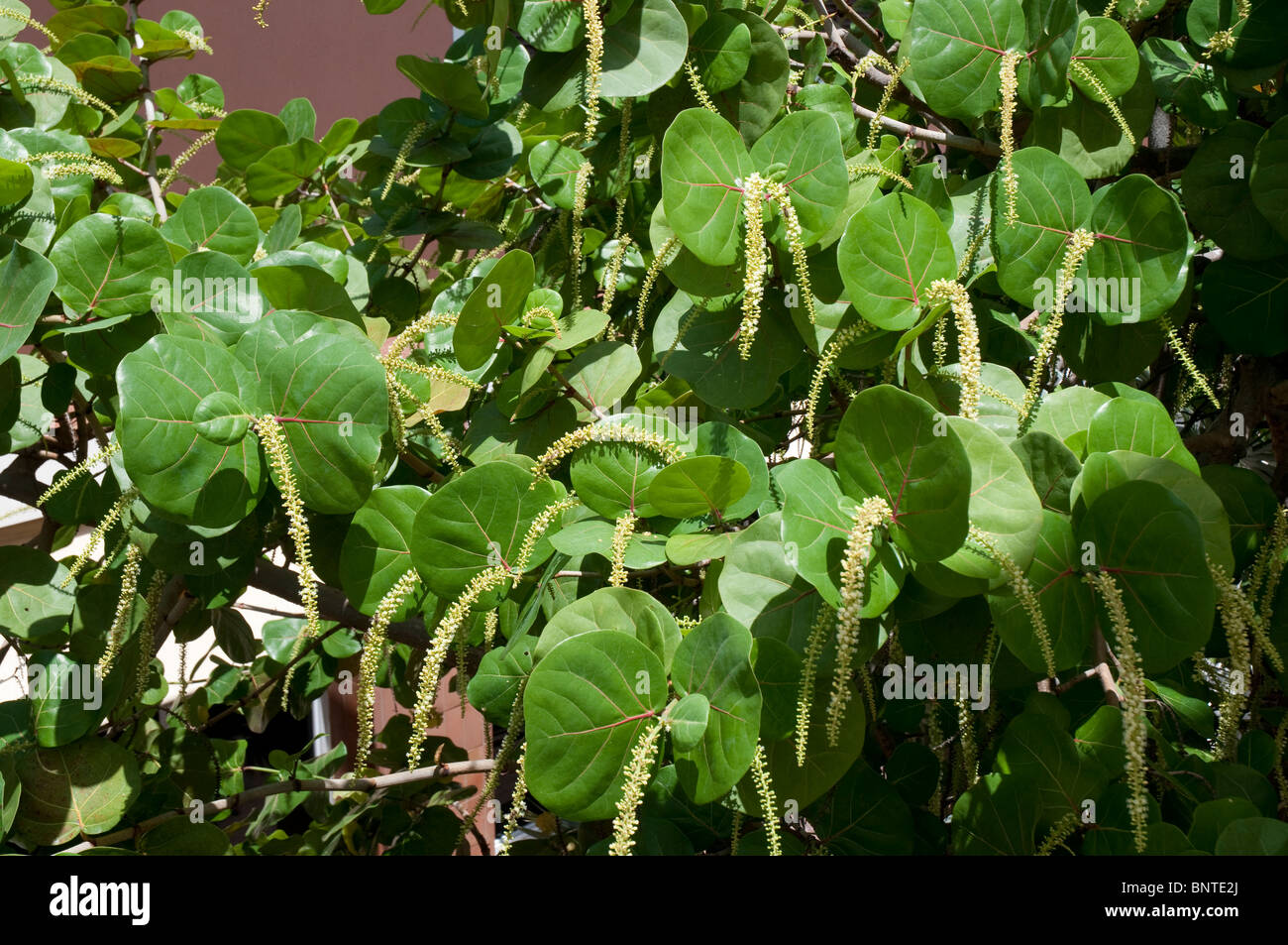 Sea grape tree in South Beach, Miami, Florida USA Stock Photo - Alamy