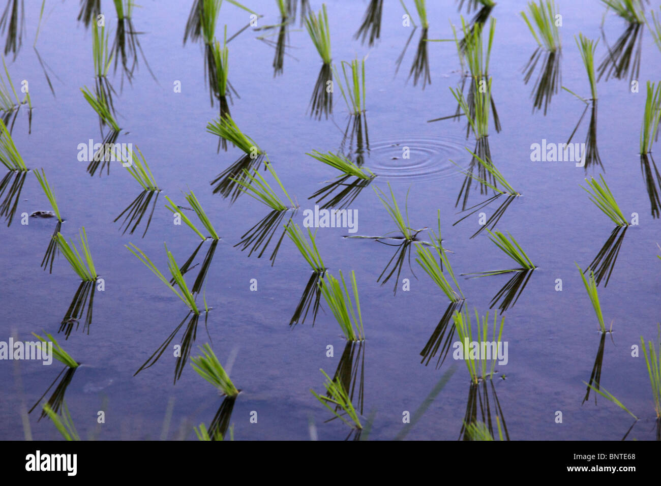 Rice field newly planted rice hi-res stock photography and images - Alamy