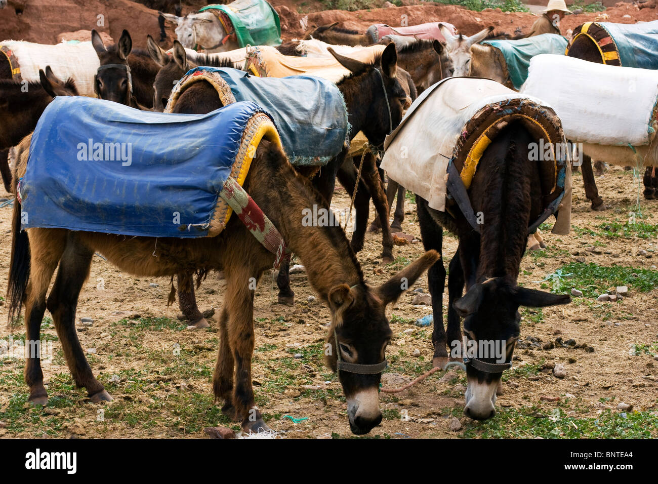 Donkeys in the donkey park in the Ourika Valley between the Atlas ...