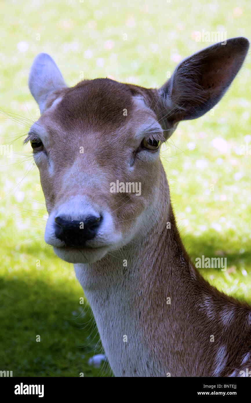 Fallow Deer Portrait Stock Photo - Alamy
