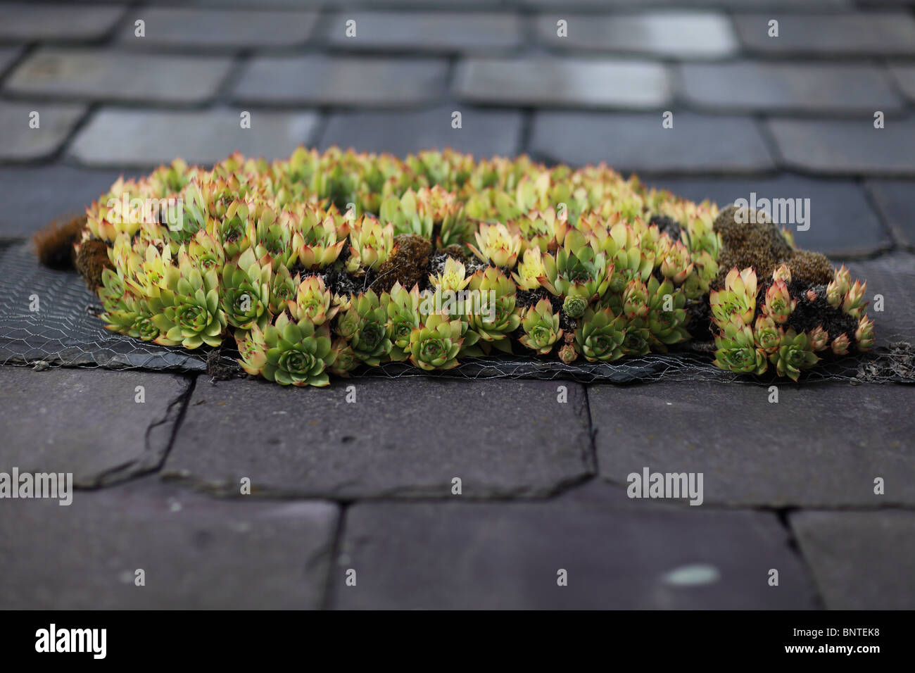 House leeks Sempervivum growing on roof tiles Stock Photo - Alamy