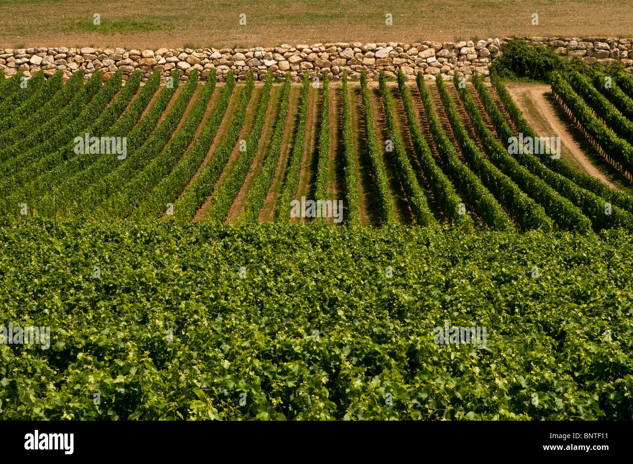 Bordeaux vineyard vineyards hi-res stock photography and images - Alamy