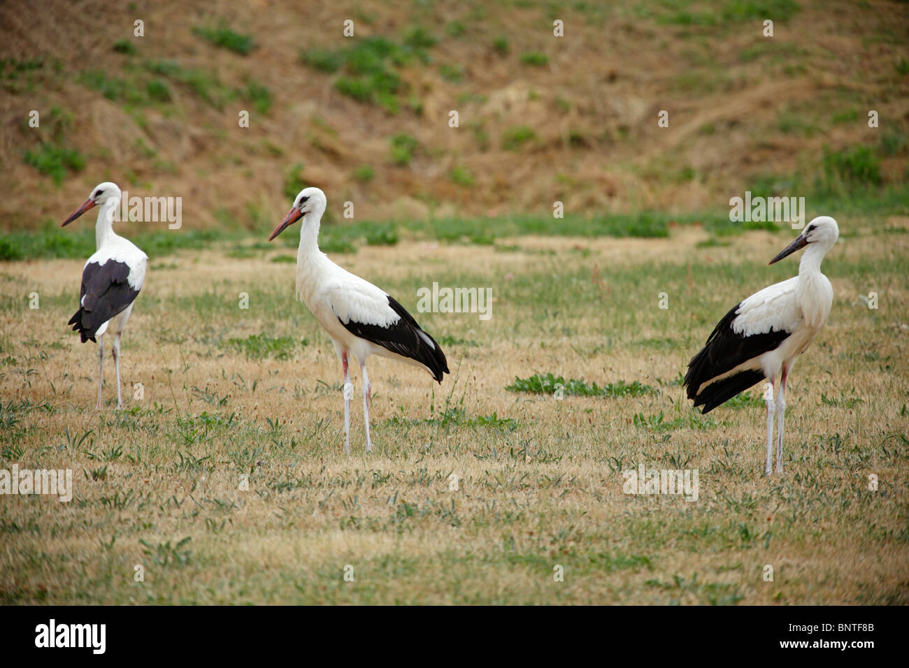 young storks on a meadow Stock Photo - Alamy