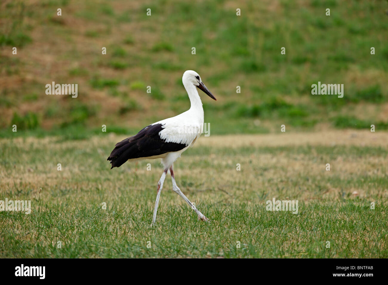 young stork on a meadow Stock Photo - Alamy