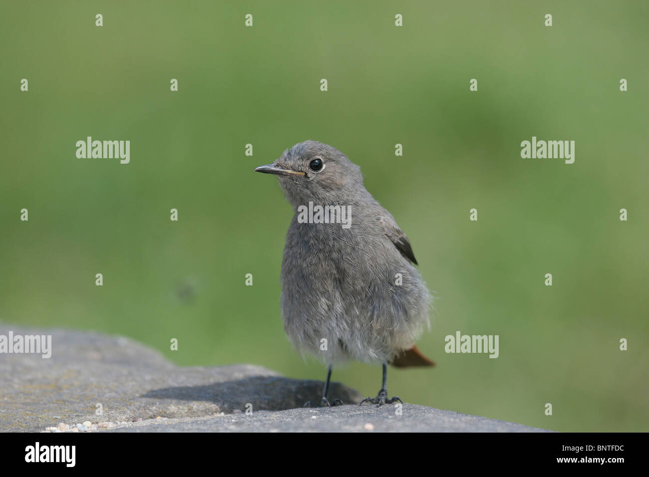 German sparrow plumage hi-res stock photography and images - Alamy