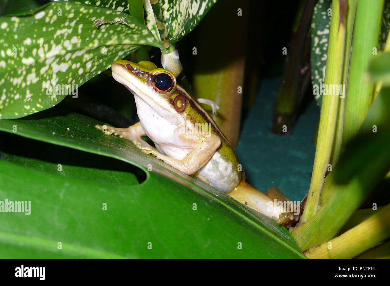 Frog in Plant Stock Photo - Alamy