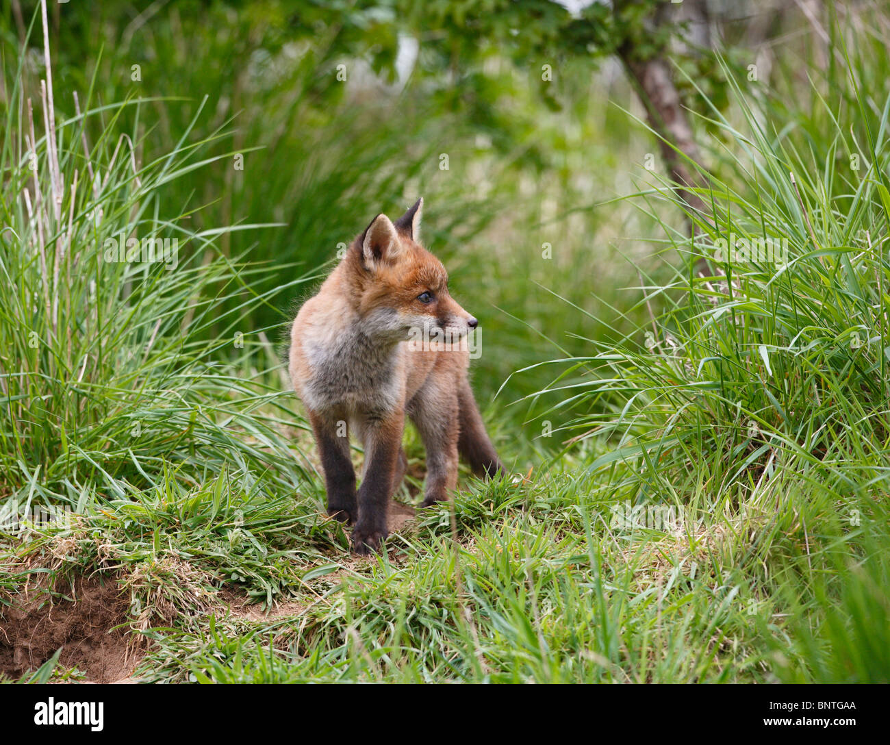 Red fox (Vulpes vulpes) cub exploring near earth Stock Photo - Alamy
