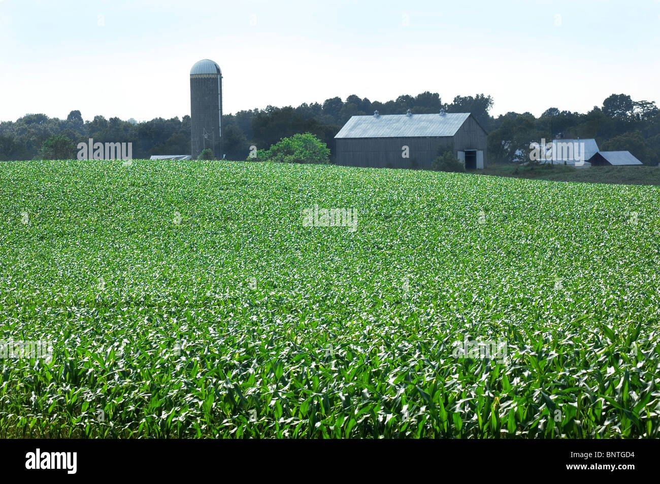 Cornfield cornfields hi-res stock photography and images - Alamy