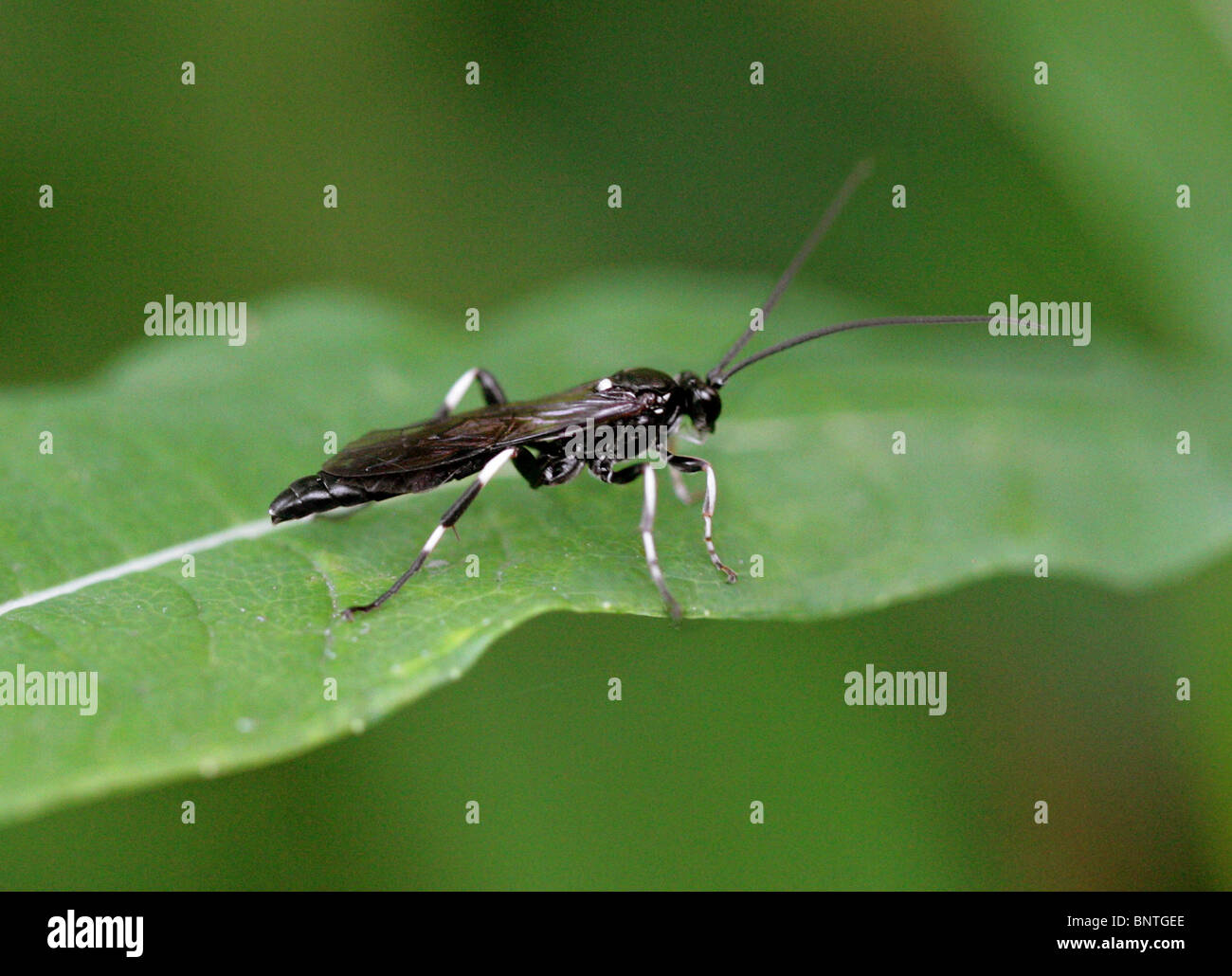 Ichneumon Wasp, Coelichneumon deliratorius, Ichneumonidae ...