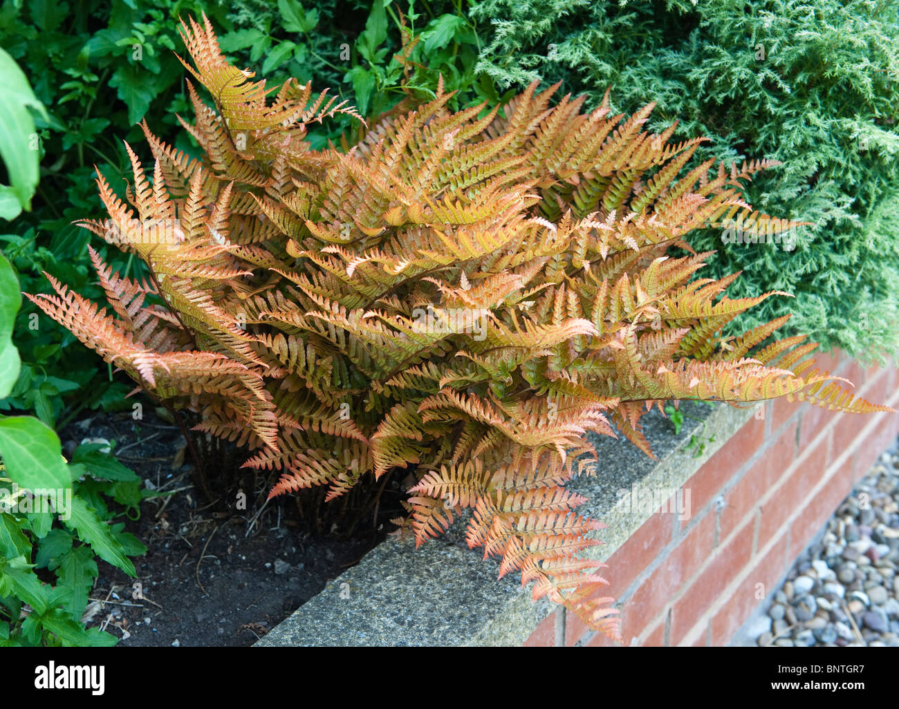 Copper shield fern hi-res stock photography and images - Alamy