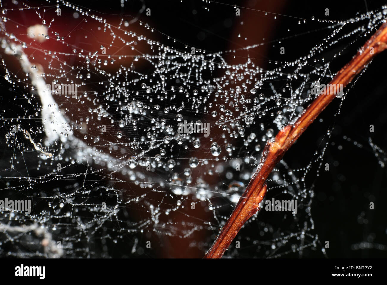 Twig and Spiderwebs Stock Photo - Alamy