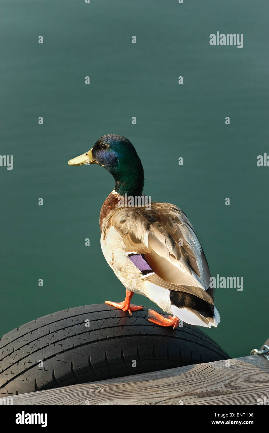 Mallard duck at Grider Hill Dock, Lake Cumberland, KY Stock Photo - Alamy