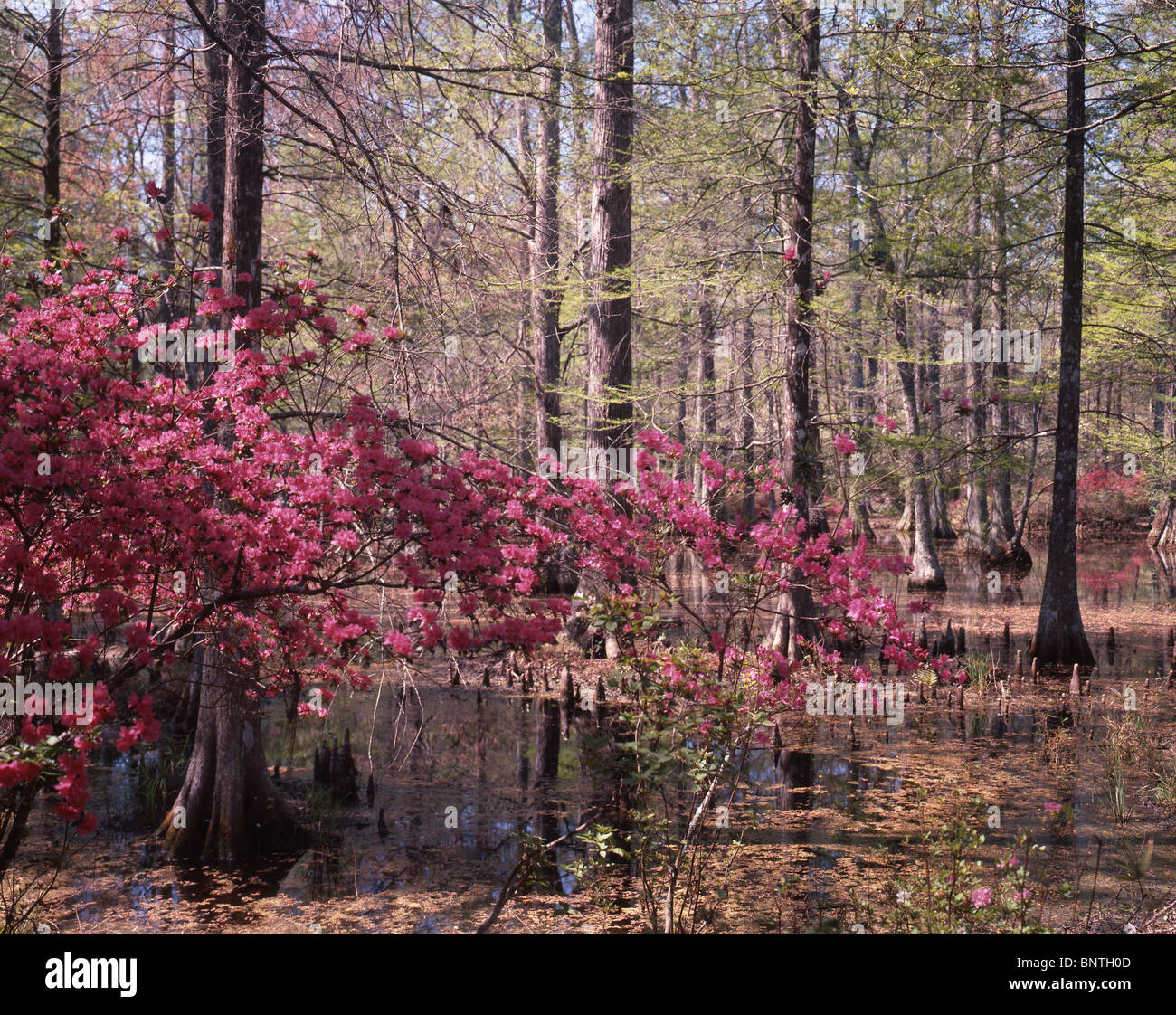Cypress Swamp, SC Stock Photo - Alamy