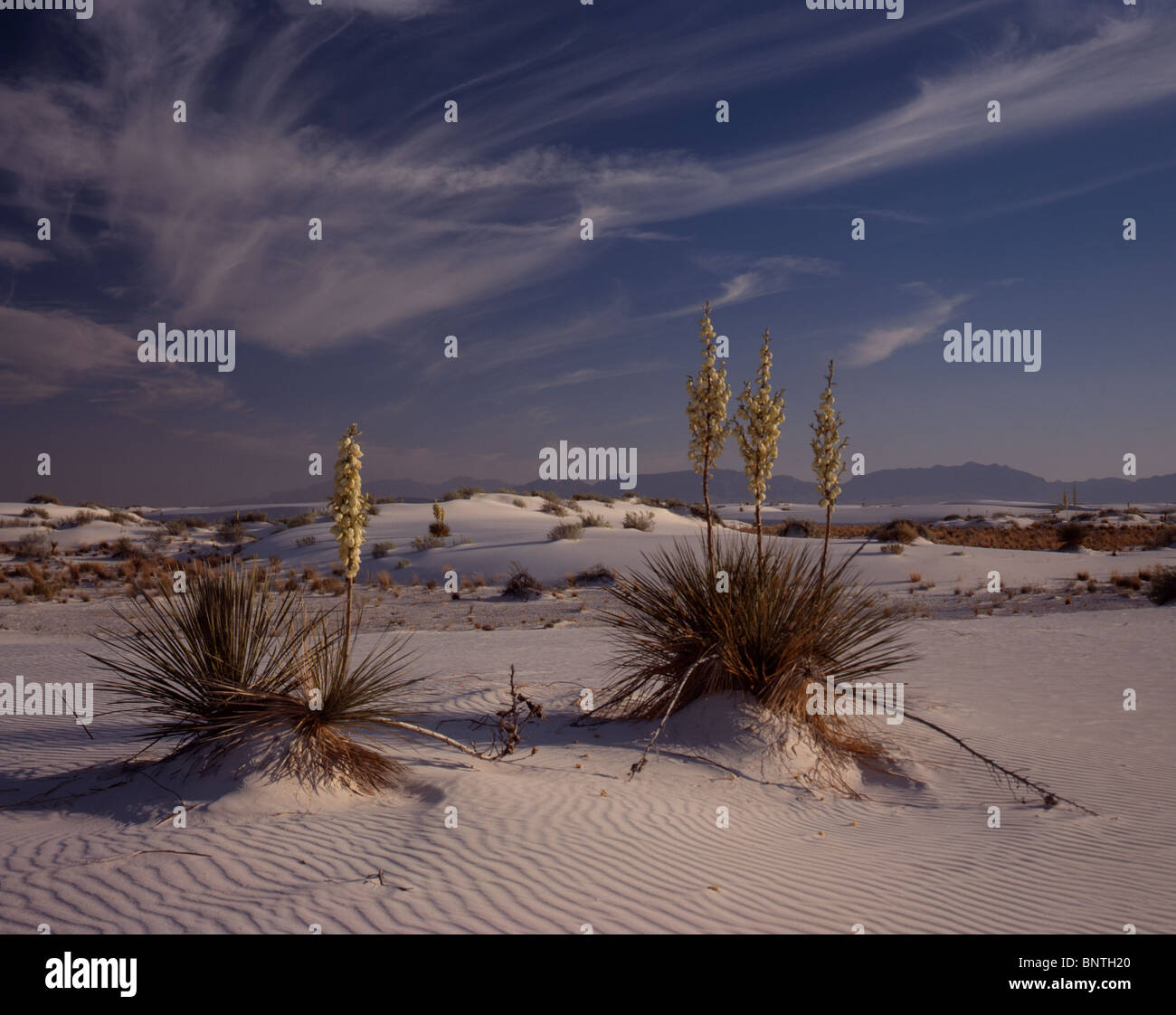 Yucca Plants in Desert, NM Stock Photo - Alamy