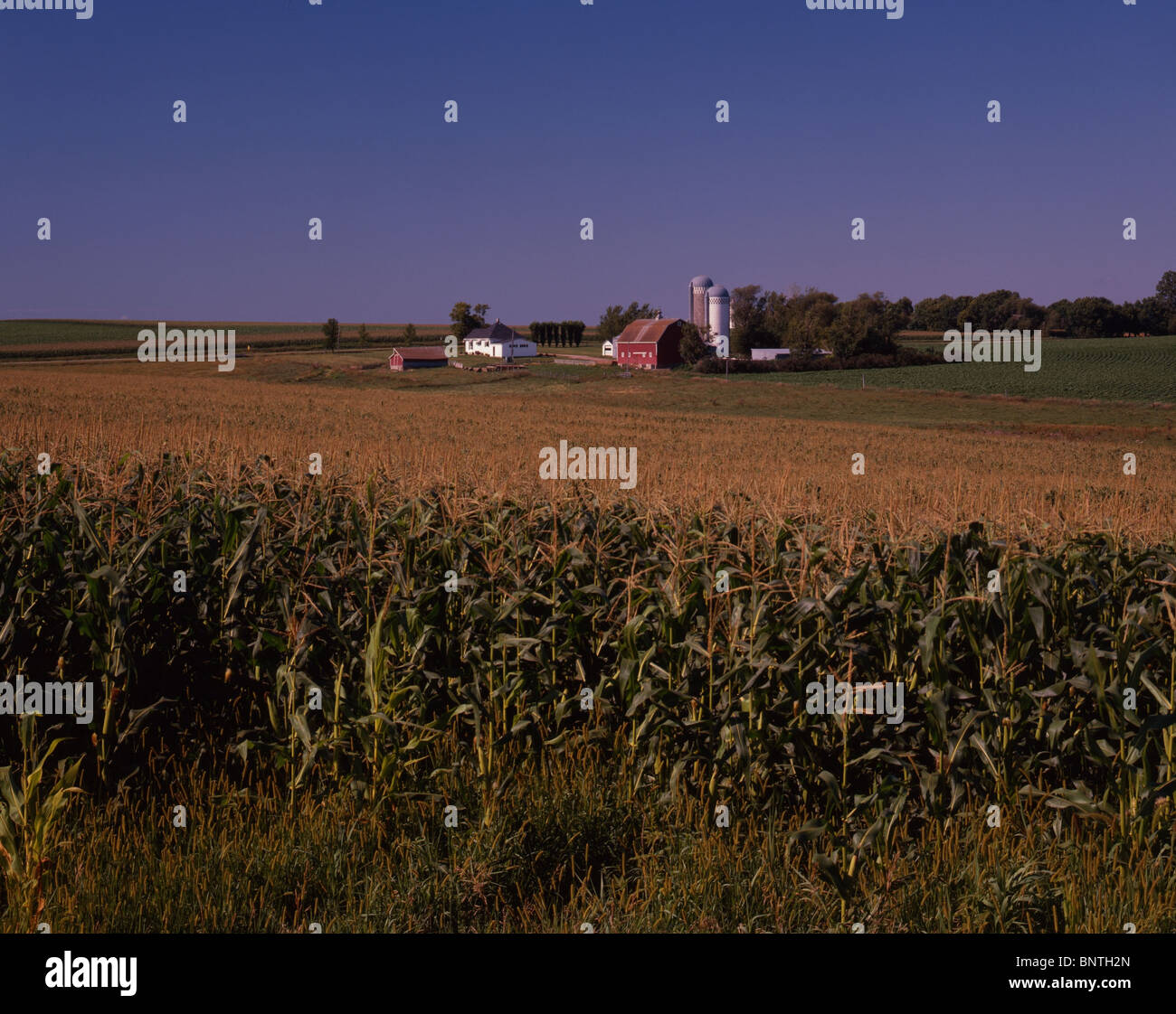 Farm with Corn Fields, MN Stock Photo - Alamy