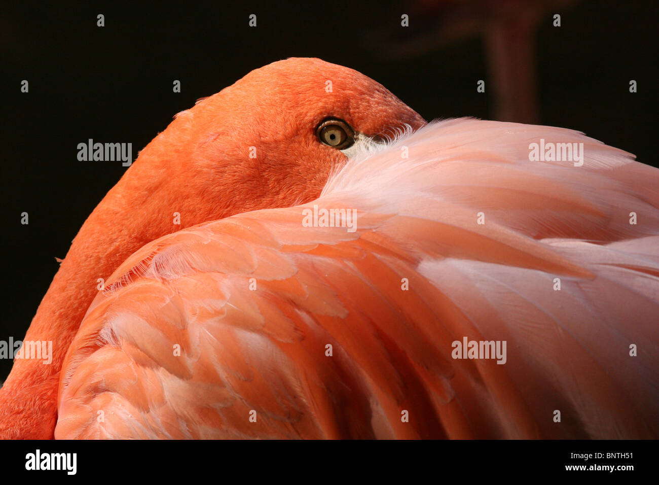 Flamingo close up hi-res stock photography and images - Alamy