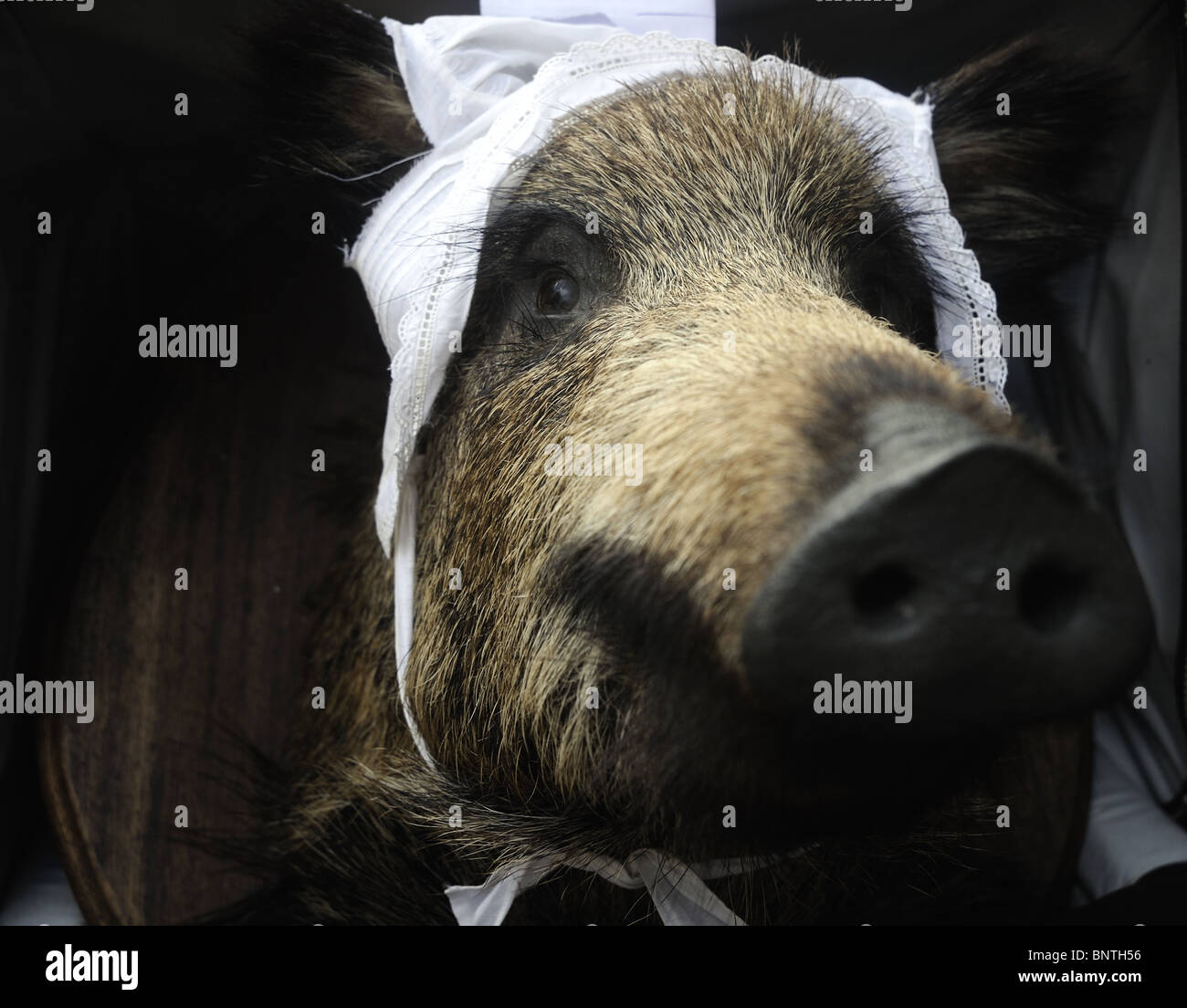 Hogs head hi-res stock photography and images - Alamy